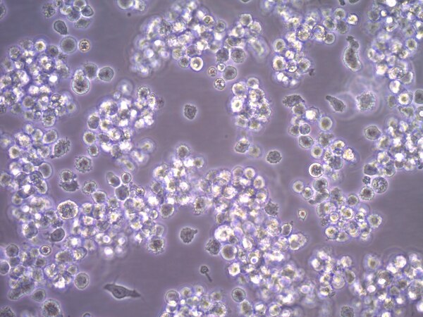 HMC-1.2 Human Mast Cell Line | SCC062